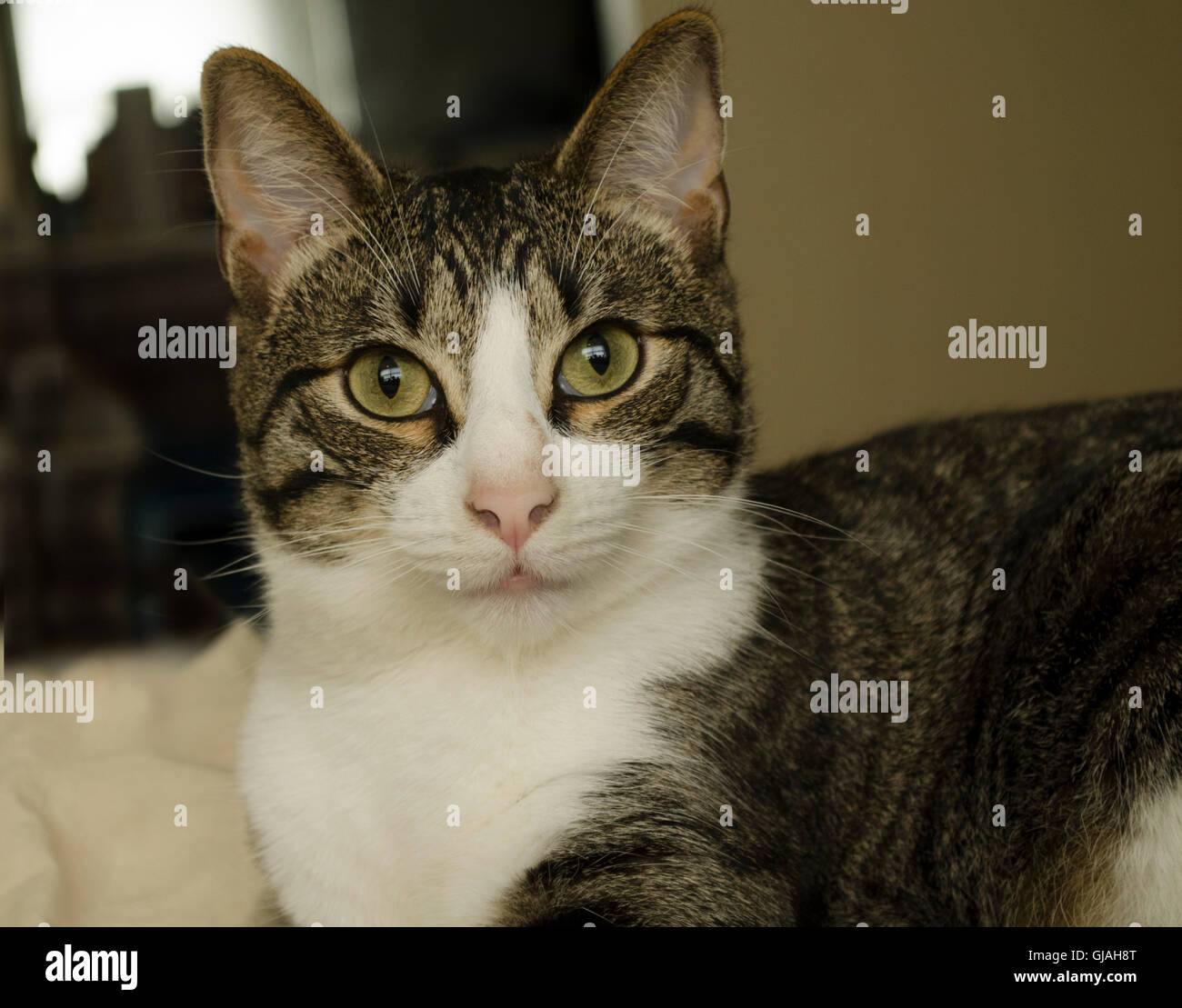 Alert pet hi-res stock photography and images - Alamy