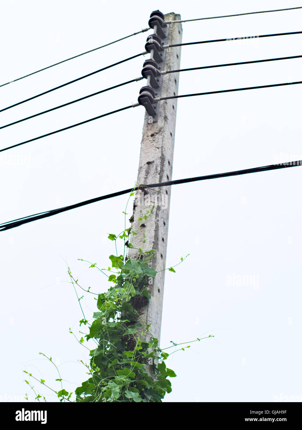 Creeping ivy on pole hi-res stock photography and images - Alamy