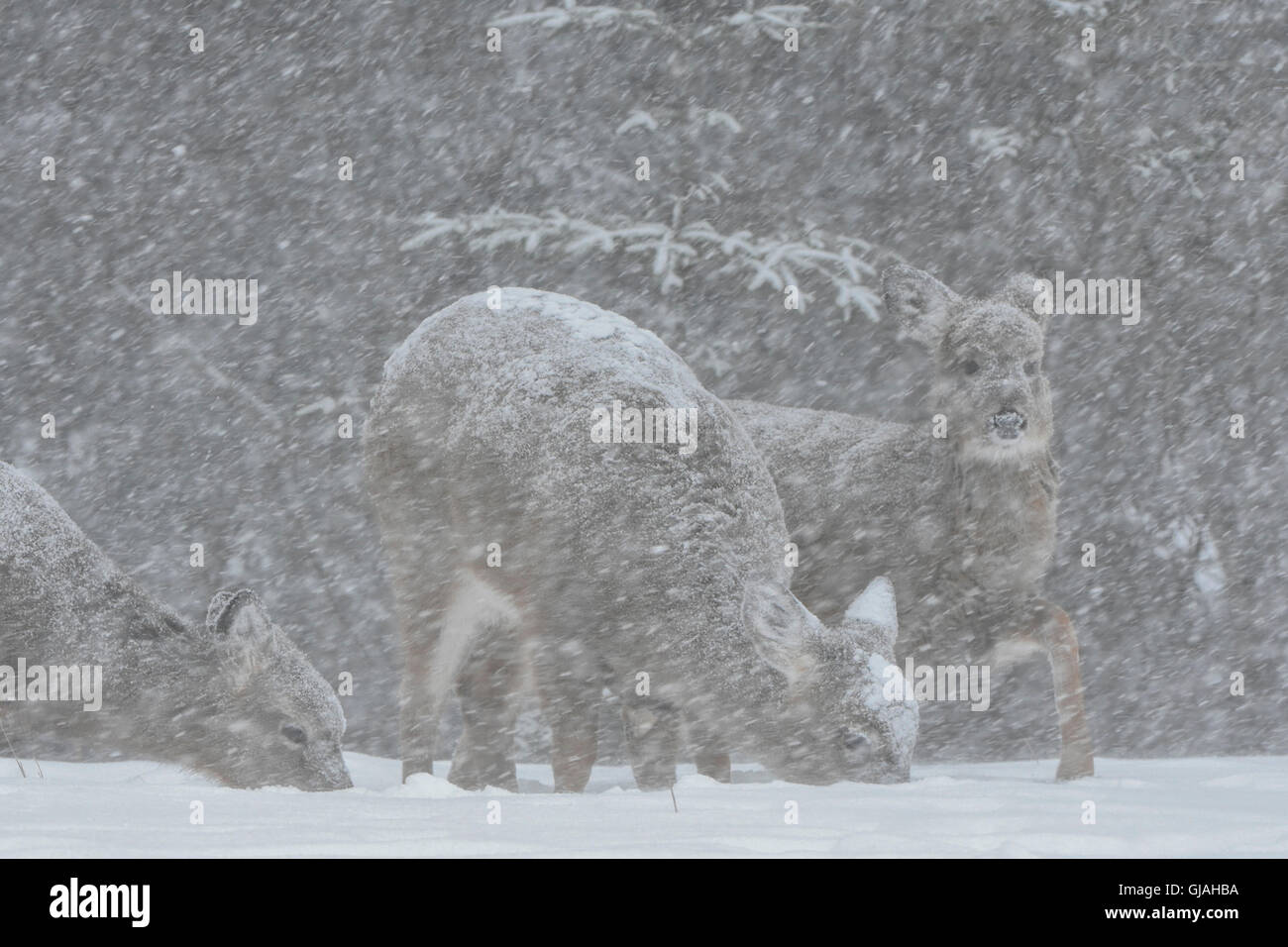 White-tailed Deer (Odocoileus virginianus) in blinding blizzard. Acadia ...