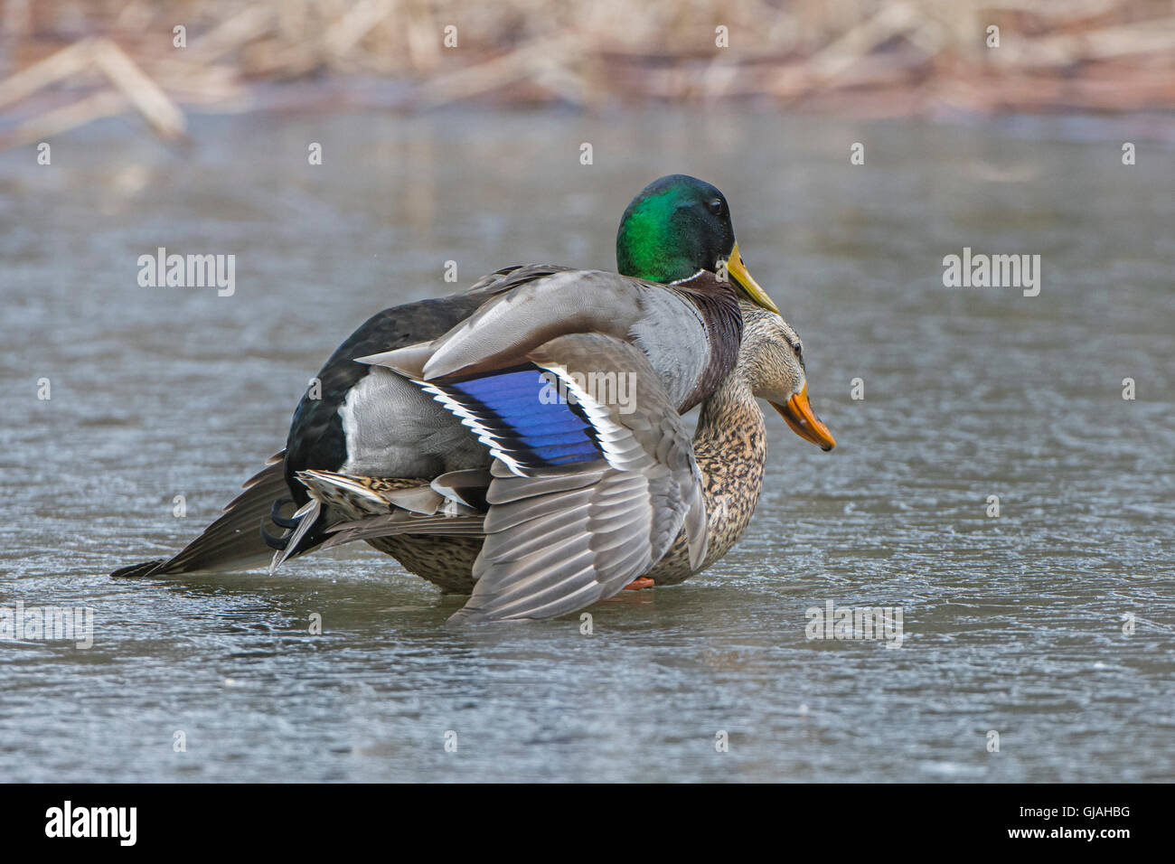Wild ducks mating hi-res stock photography and images - Alamy