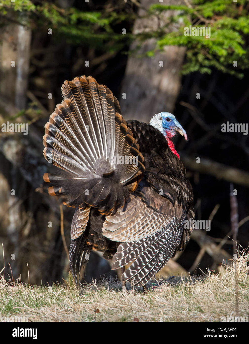 Wild Turkey (Meleagris gallopavo). Mating display. Acadia National Park ...