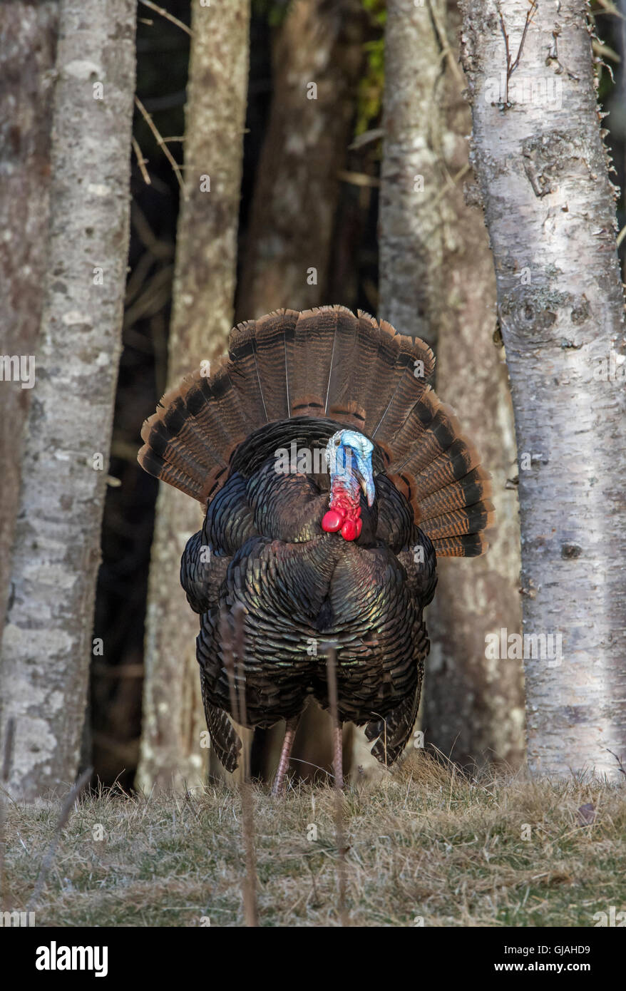 Wild Turkey (Meleagris gallopavo). Mating display. Acadia National Park ...