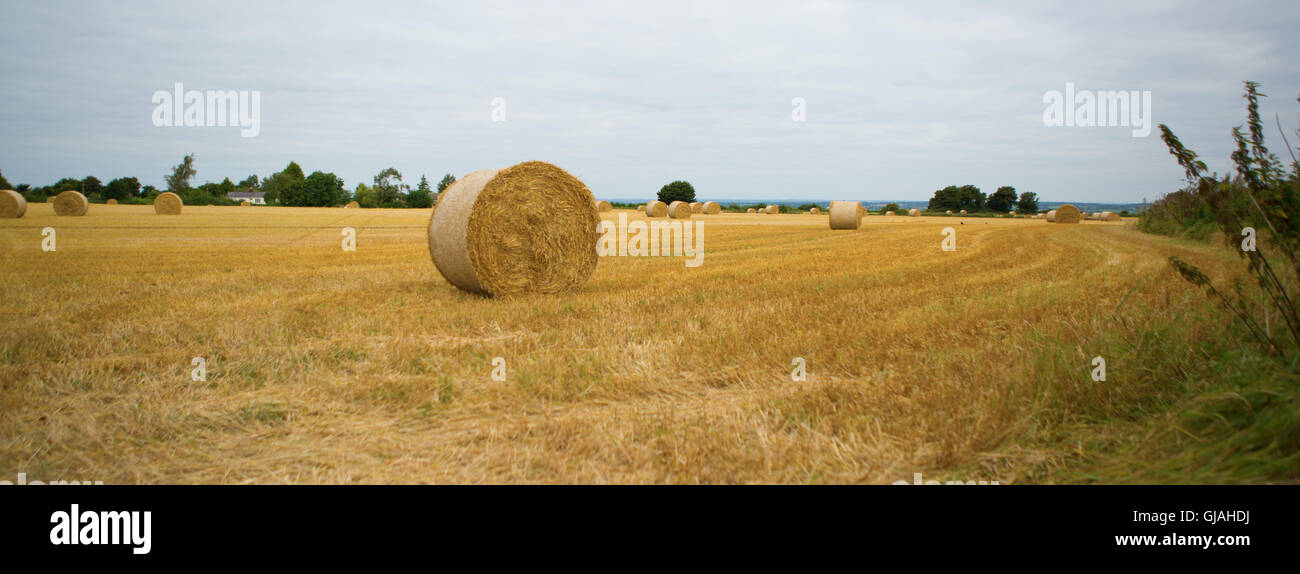 Bale roll hi-res stock photography and images - Alamy