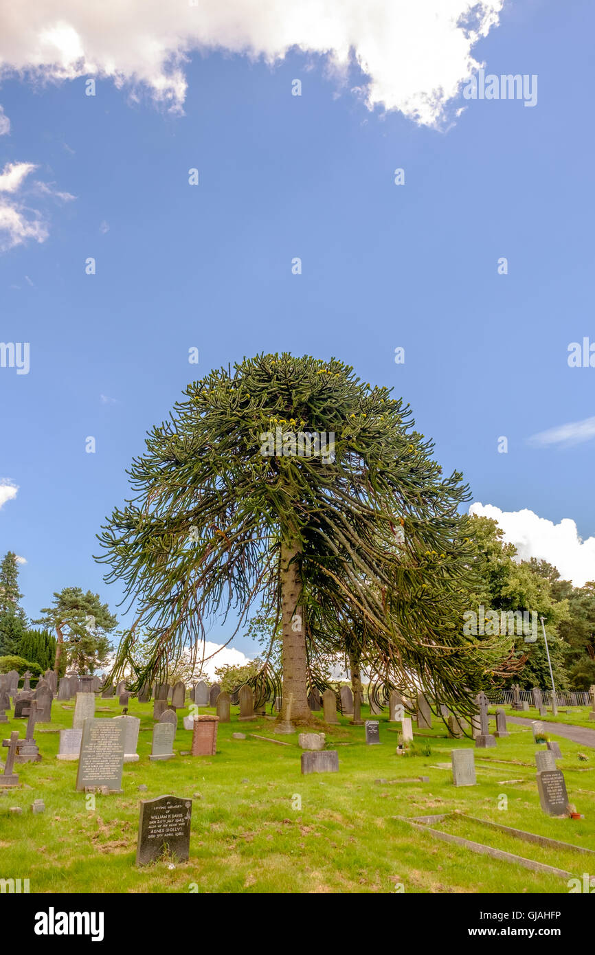 Cemetry tree hi-res stock photography and images - Alamy