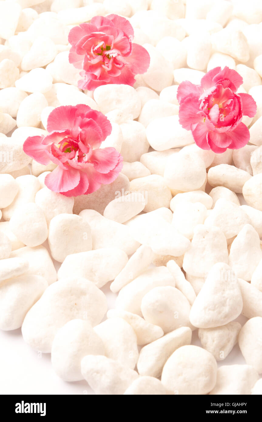 pink carnation flowers - mindfulness concept Stock Photo - Alamy