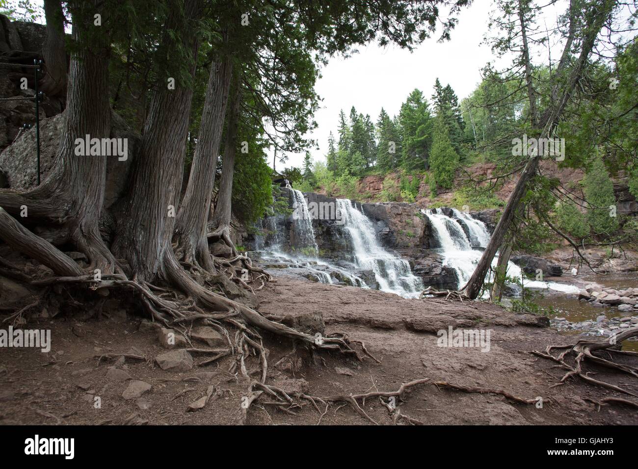 Gnarled tree roots next to the falls at Gooseberry Falls state park in ...
