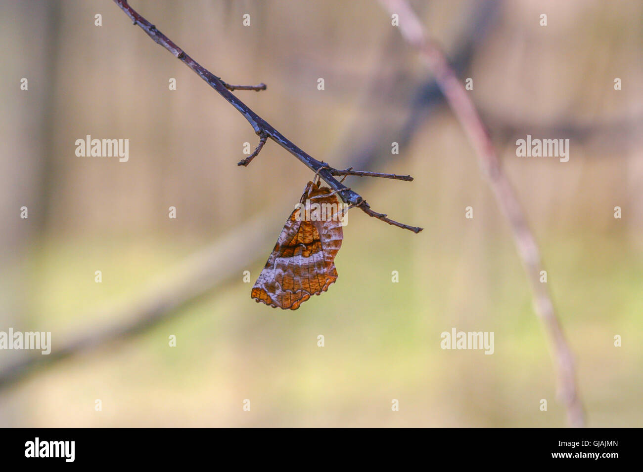 A Kent's Geometer moth (Selenia kentaria) resting on a branch, Indiana ...