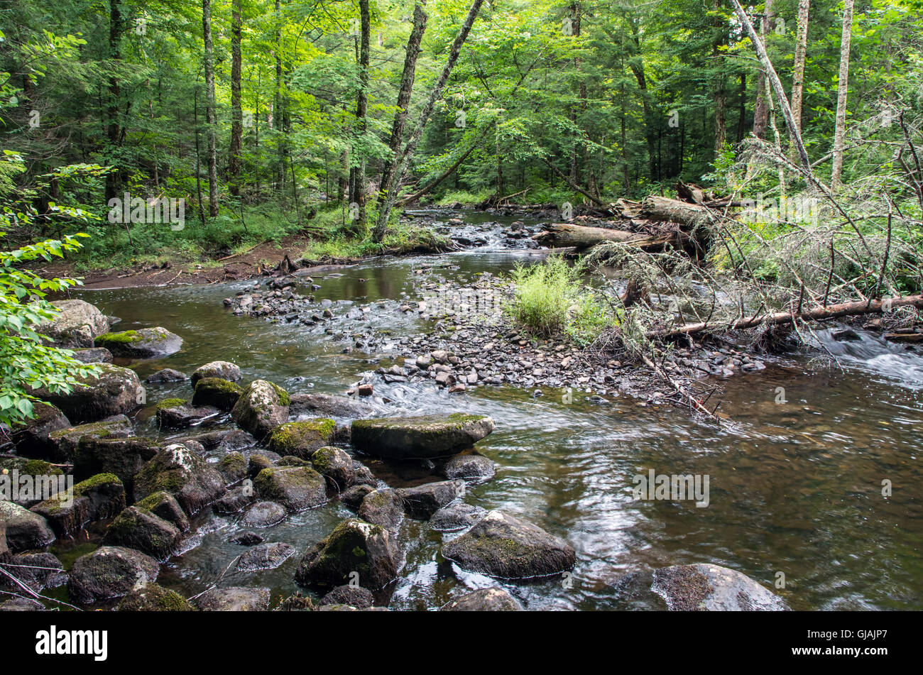 A small brook running through the wilderness Stock Photo - Alamy