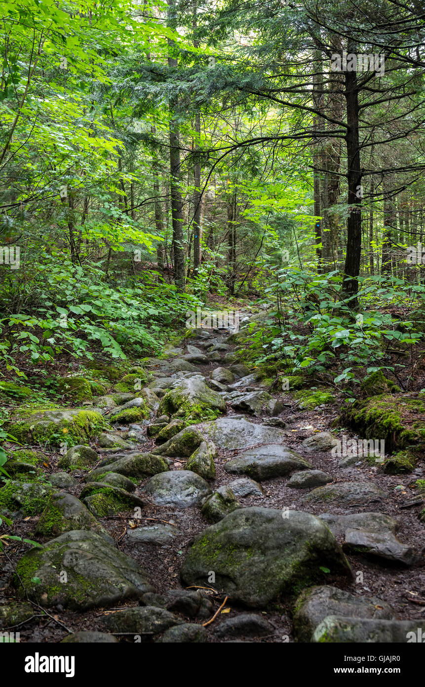 A rocky trail through the forest Stock Photo - Alamy