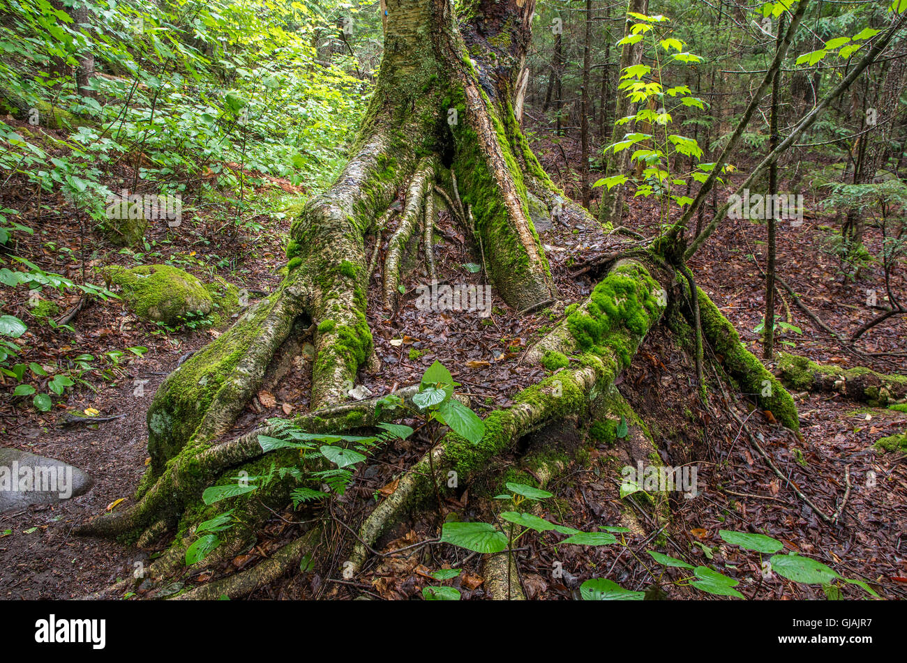 Roots growing into rock hi-res stock photography and images - Alamy