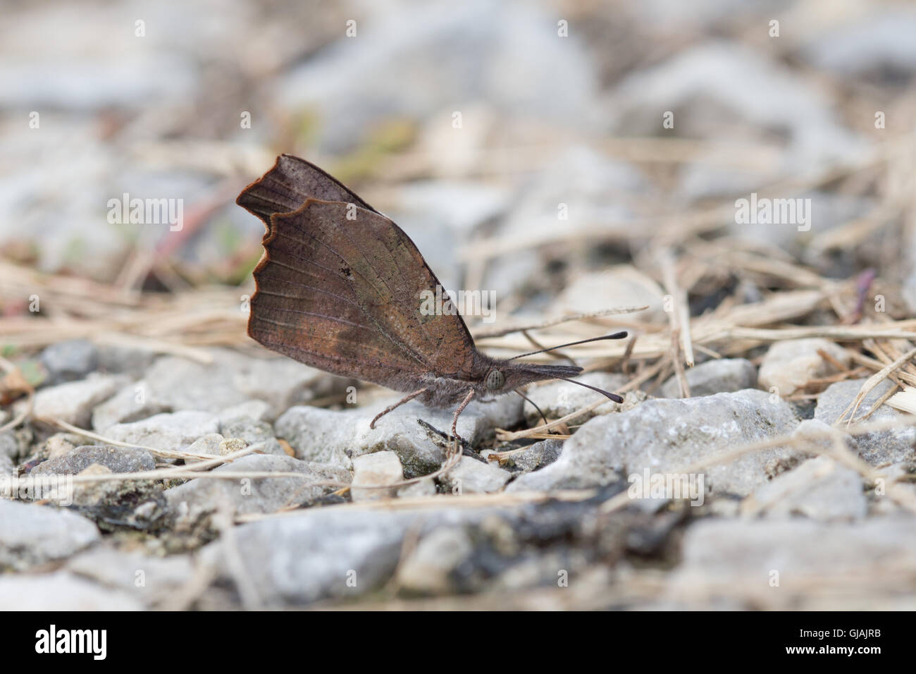 An American Snout butterfly (Libytheana carinenta) puddling (obtaining ...