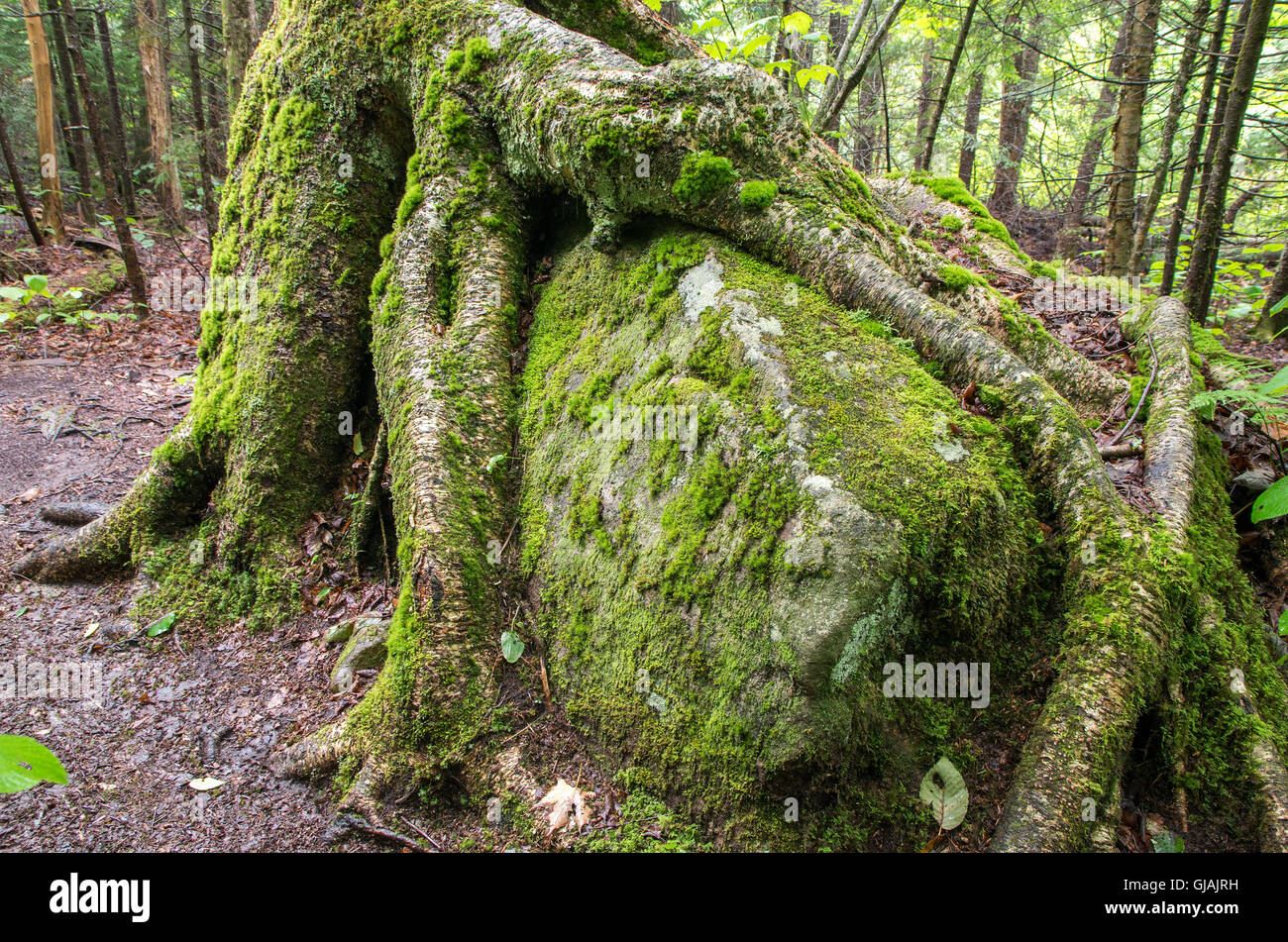 Tree roots growing over a rock Stock Photo - Alamy