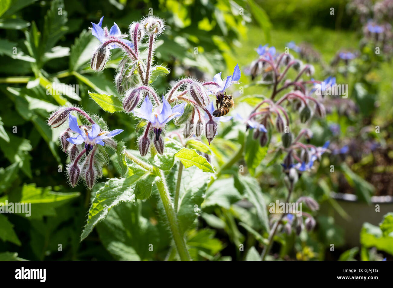 Borage flowers hi-res stock photography and images - Alamy