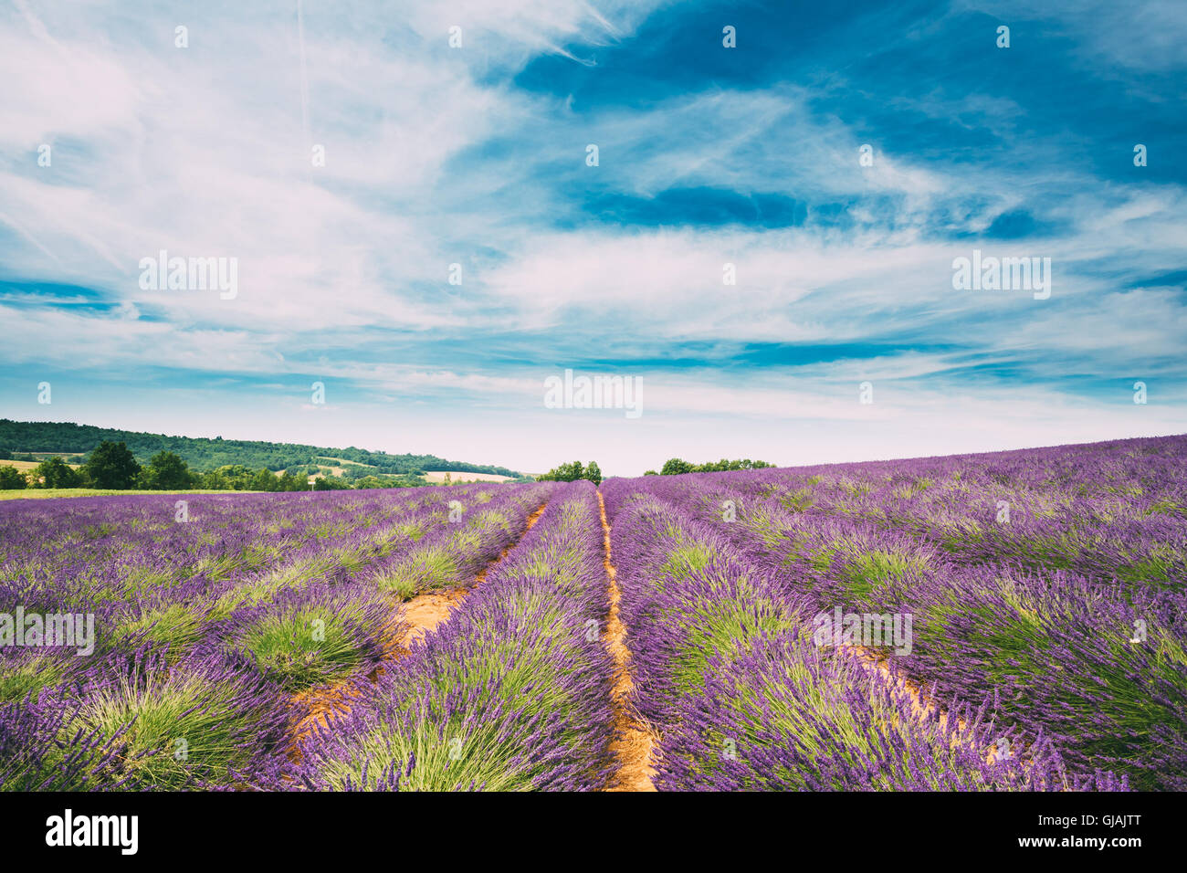 Blooming Bright Purple Lavender Flowers Field in Provence, France ...