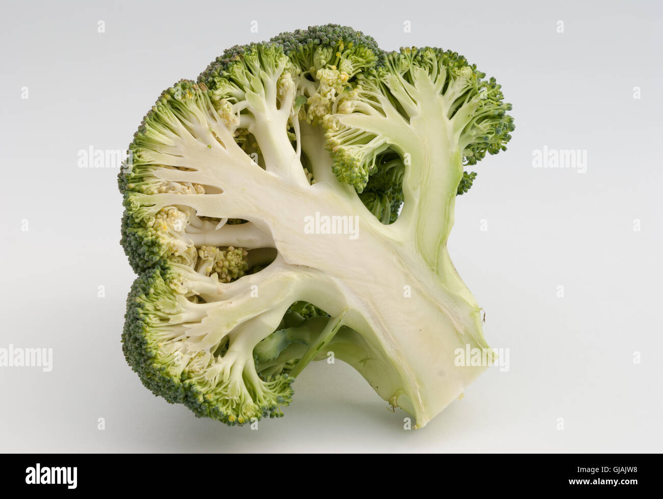 Fresh broccoli cut in a half on a white background closeup Stock Photo ...