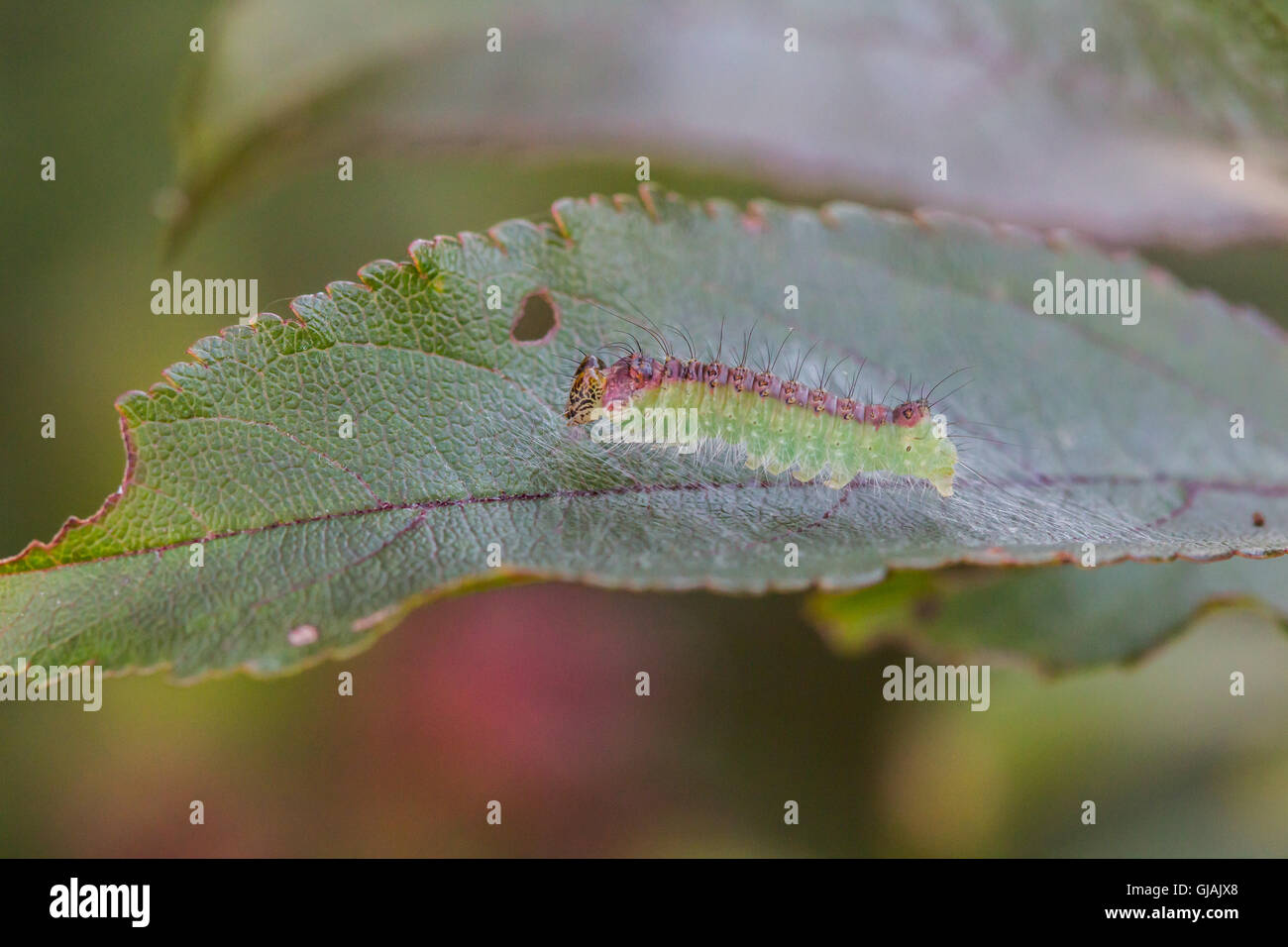 An Interrupted Dagger moth caterpillar (Acronicta interrupta) preparing ...