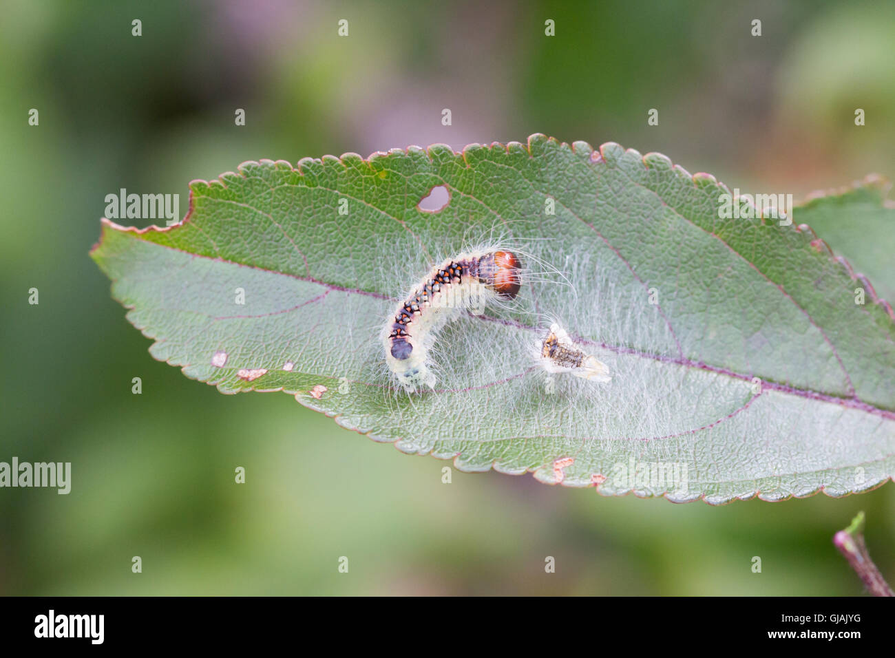 An Interrupted Dagger moth caterpillar (Acronicta interrupta) that has ...