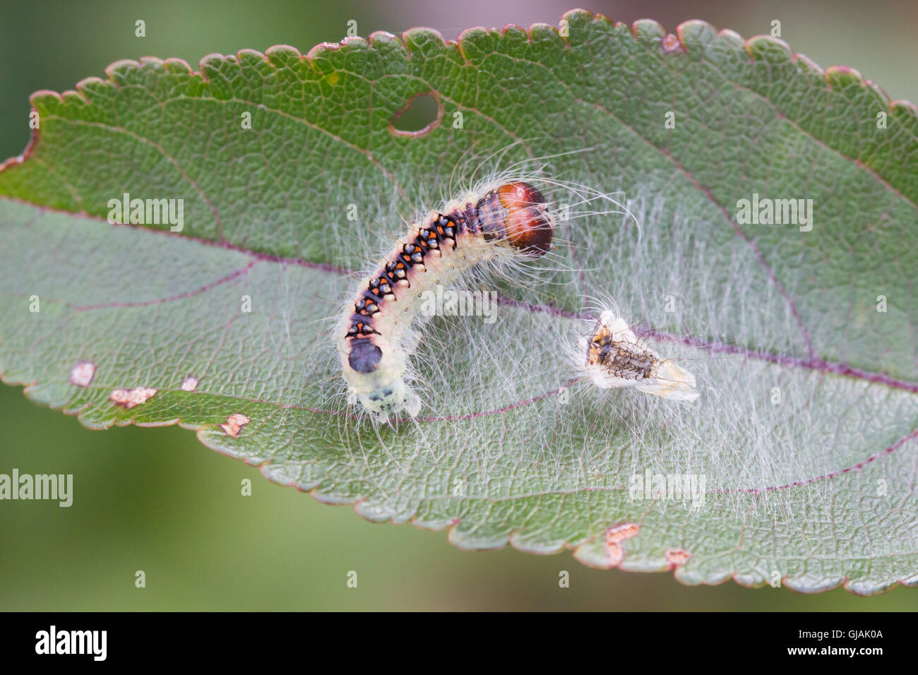 An Interrupted Dagger moth caterpillar (Acronicta interrupta) that has ...