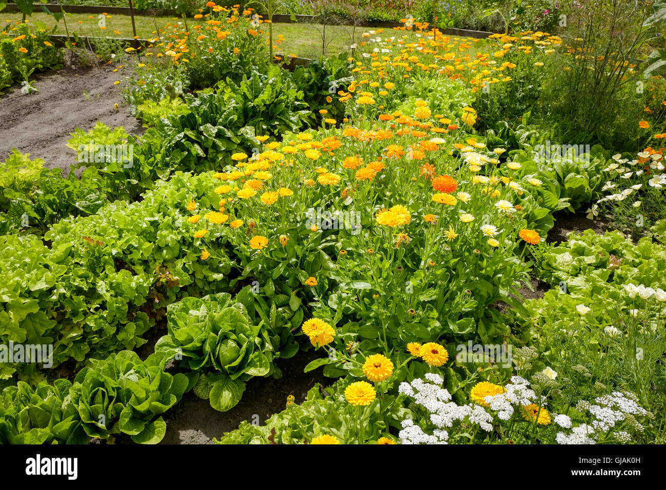 Vegetable plot lettuce plants at potager garden High Resolution Stock ...