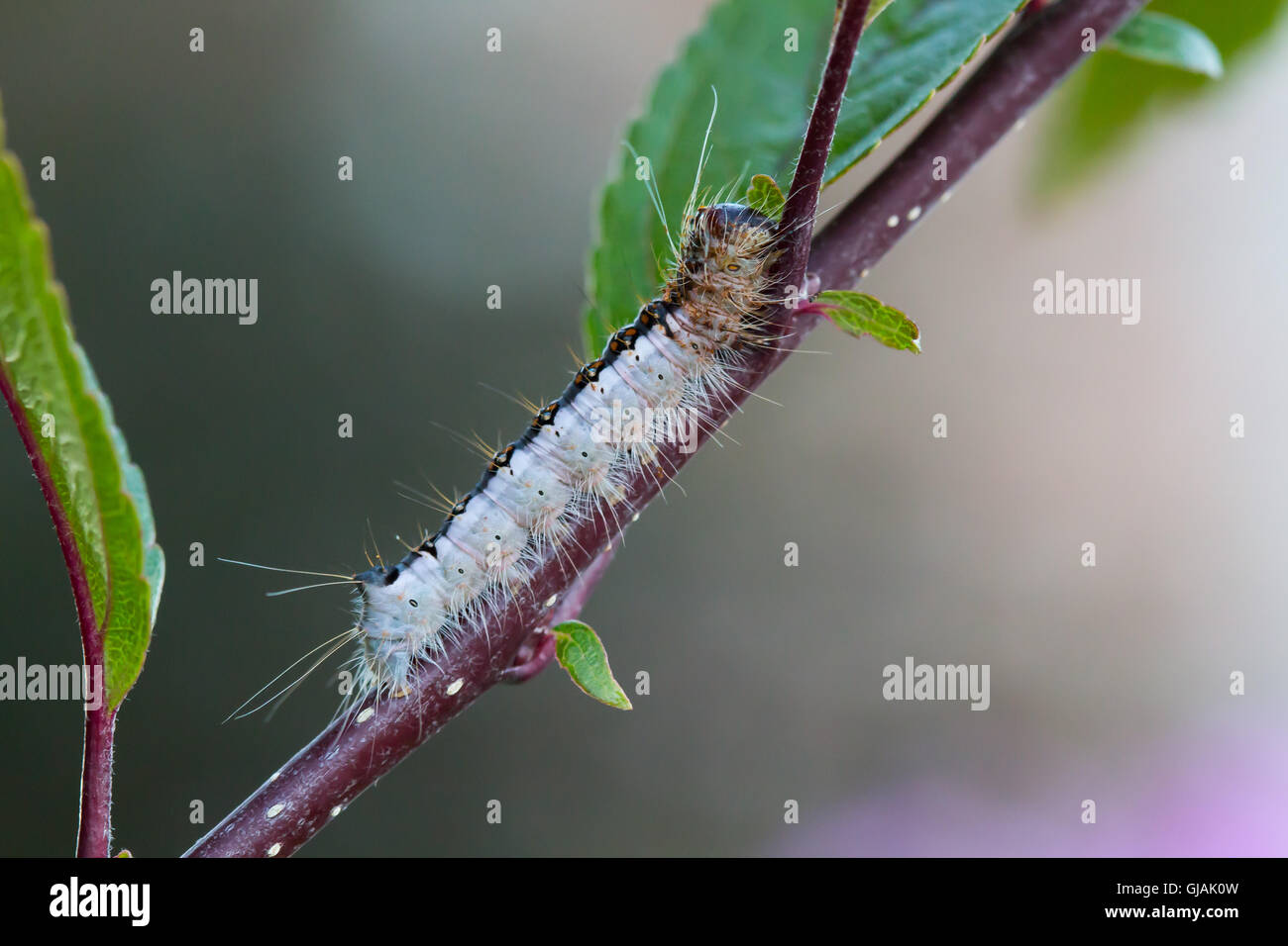 An Interrupted Dagger moth caterpillar (Acronicta interrupta) resting ...