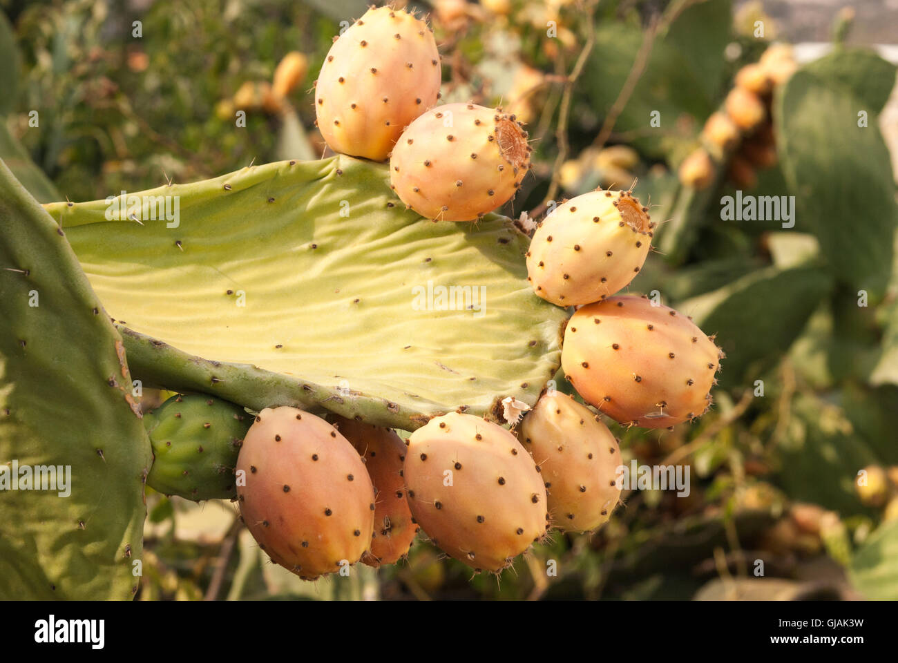 Cypriot prickly pear hi-res stock photography and images - Alamy