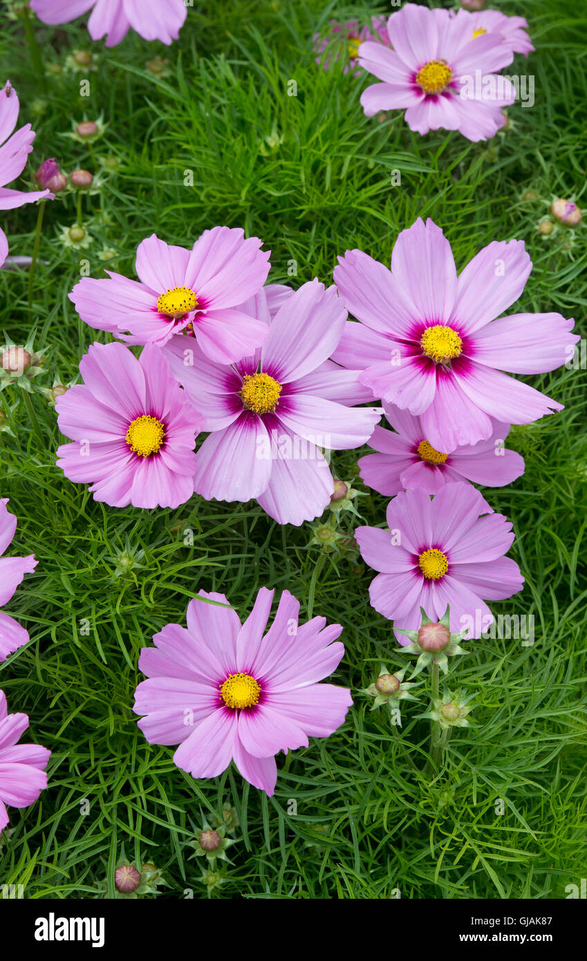 Cosmos Bipinnatus Casanova Pink flowers Stock Photo - Alamy