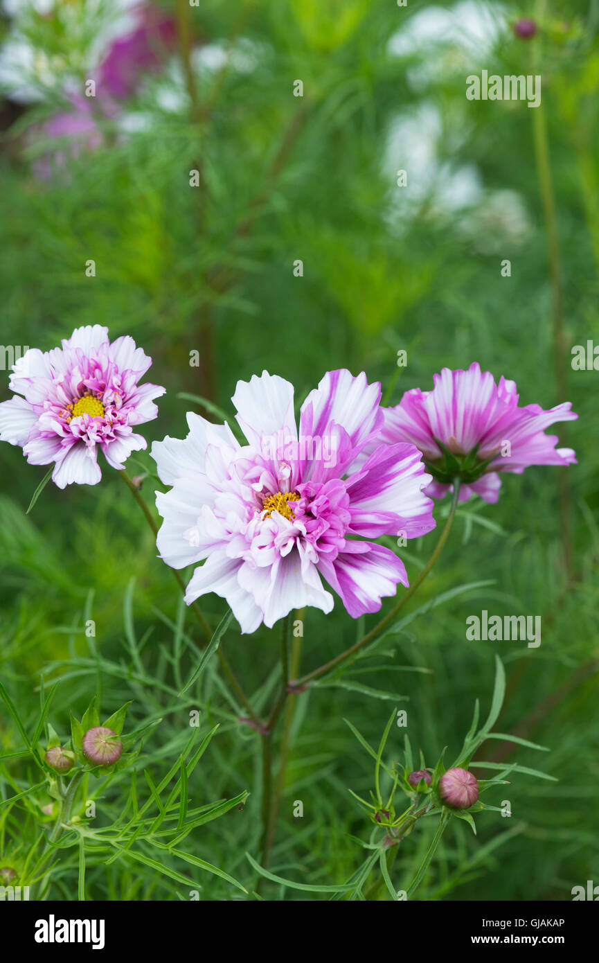 Cosmos bipinnatus Double Click Bicolour Rose flowers Stock Photo - Alamy