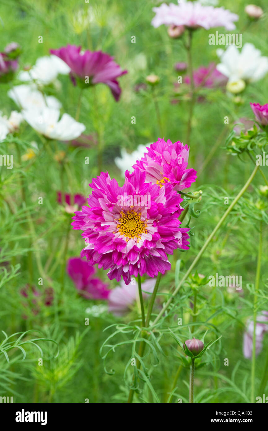 Cosmos bipinnatus Double Click Bicolour Rose flowers Stock Photo - Alamy
