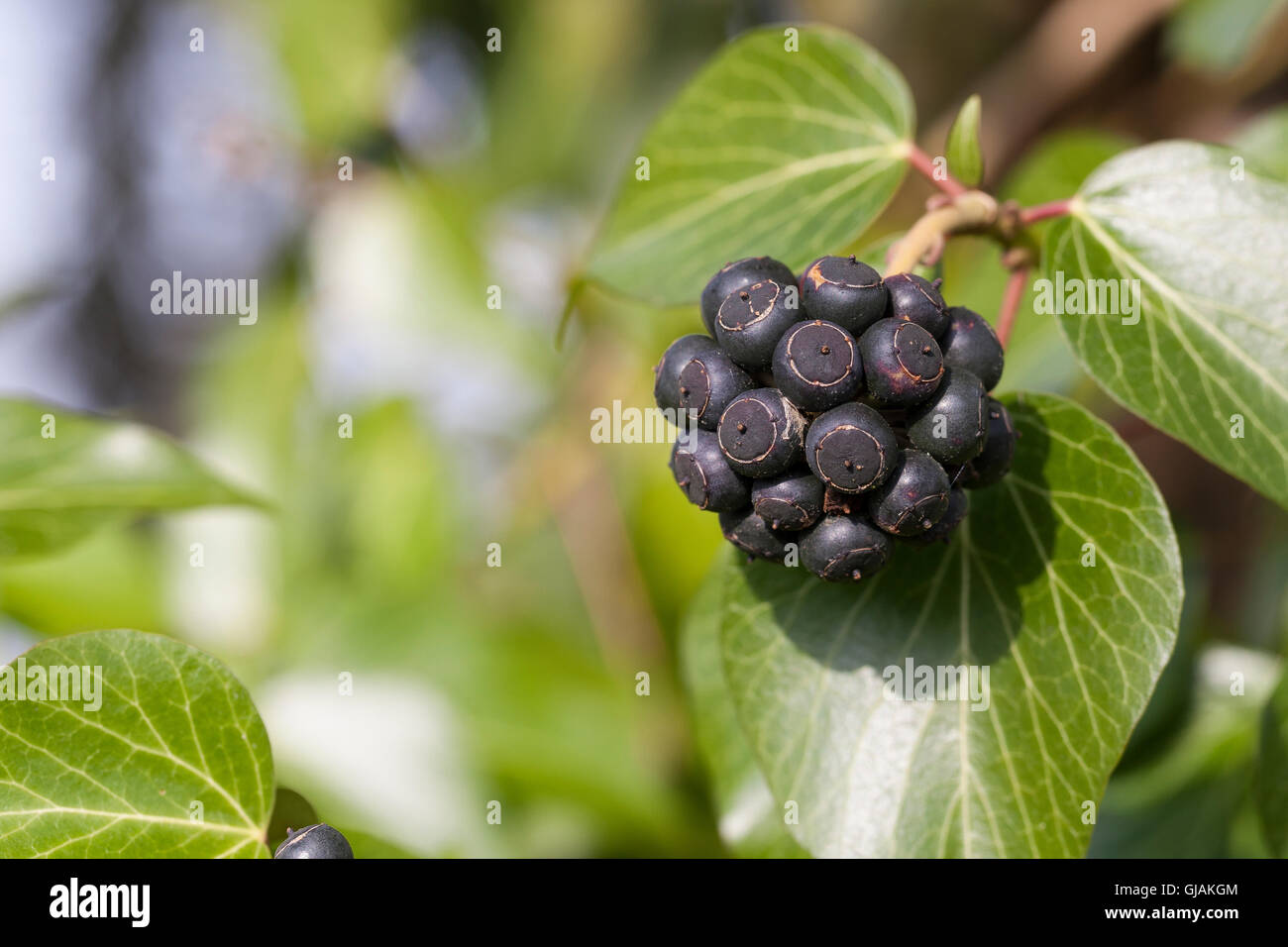 Efeu, Frucht, Früchte, Beere, Beeren, Hedera helix, Common Ivy, English ...