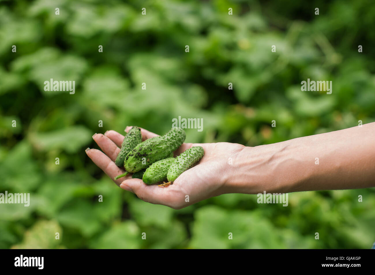 Cucumber sorting hi-res stock photography and images - Alamy