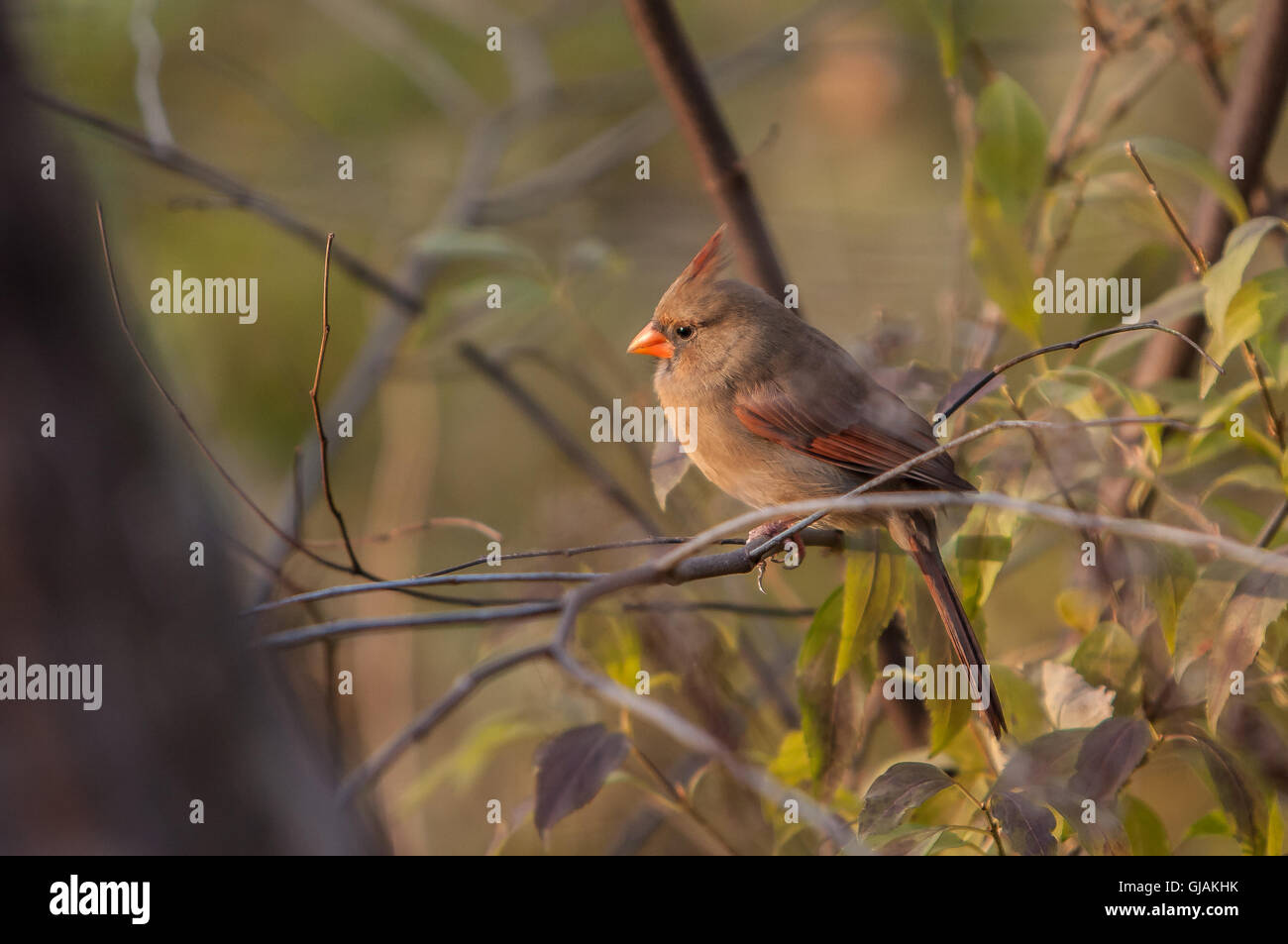 Female cardinal bird hi-res stock photography and images - Alamy