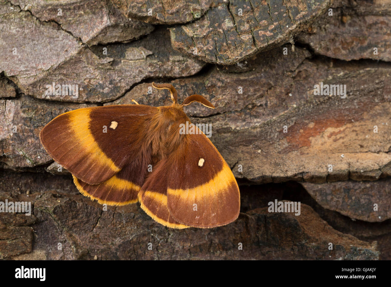 Eichenspinner hi-res stock photography and images - Alamy