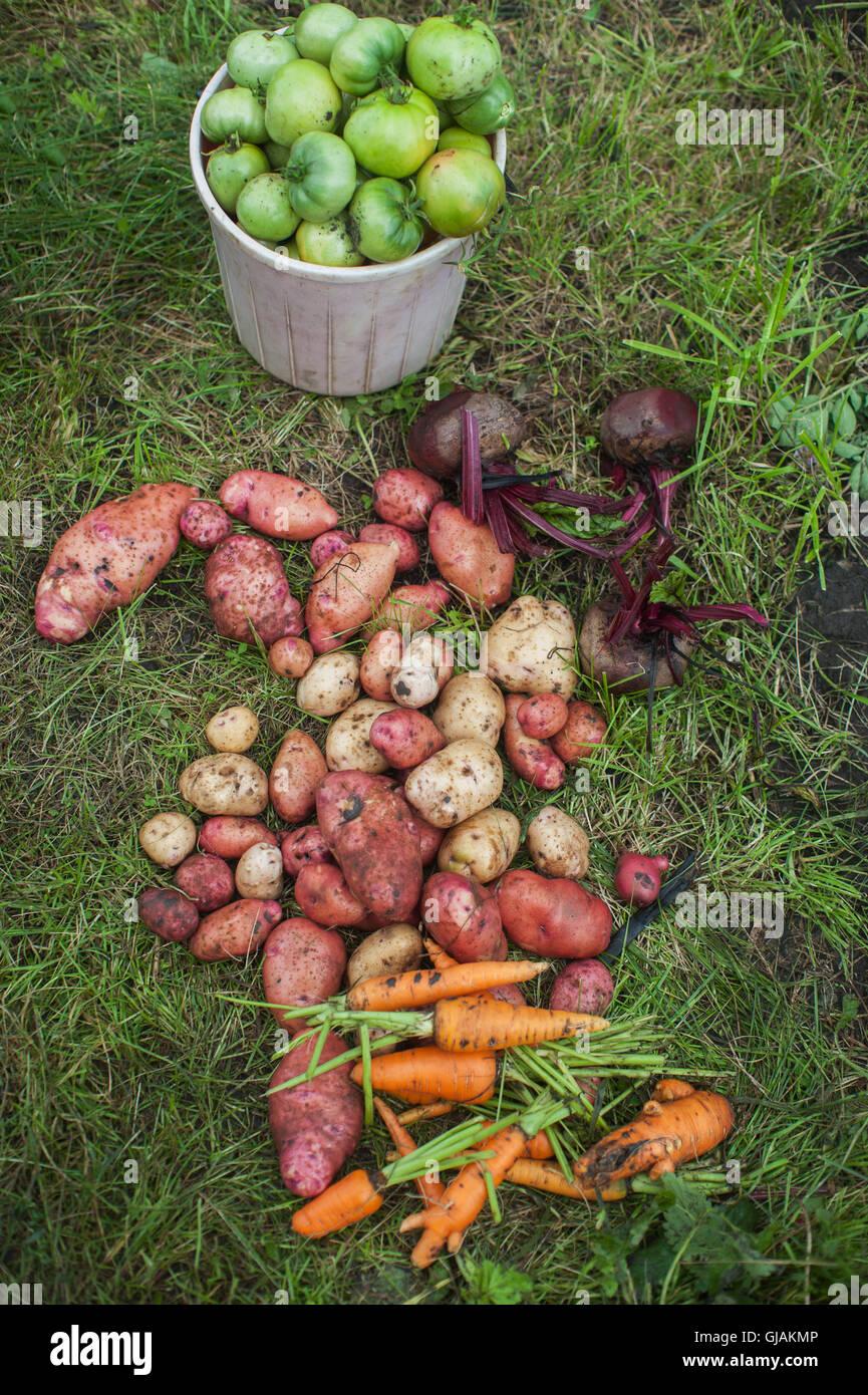 Harvest of fresh vegetables Stock Photo - Alamy