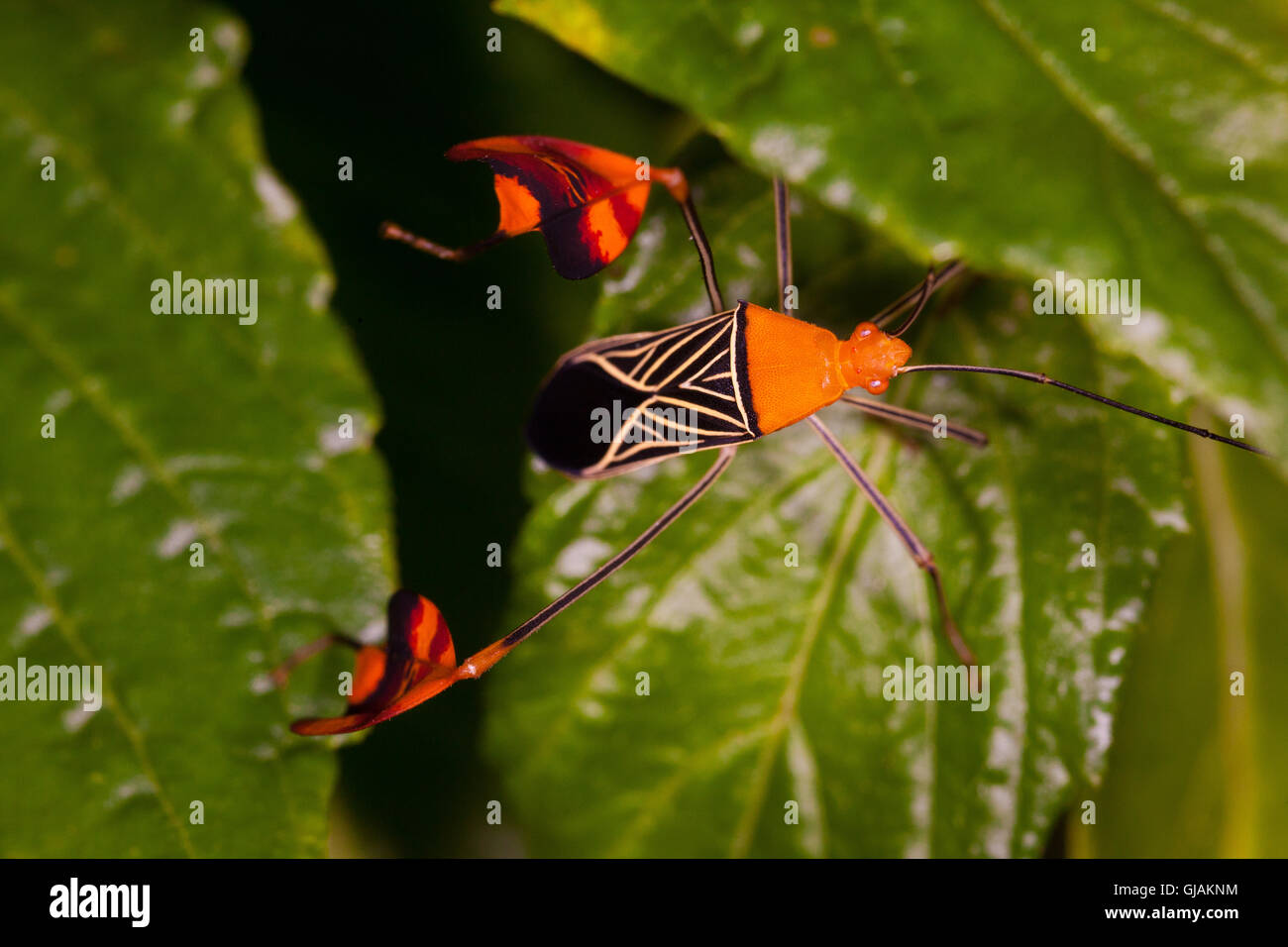 Insect insects wildlife panama hi-res stock photography and images - Alamy