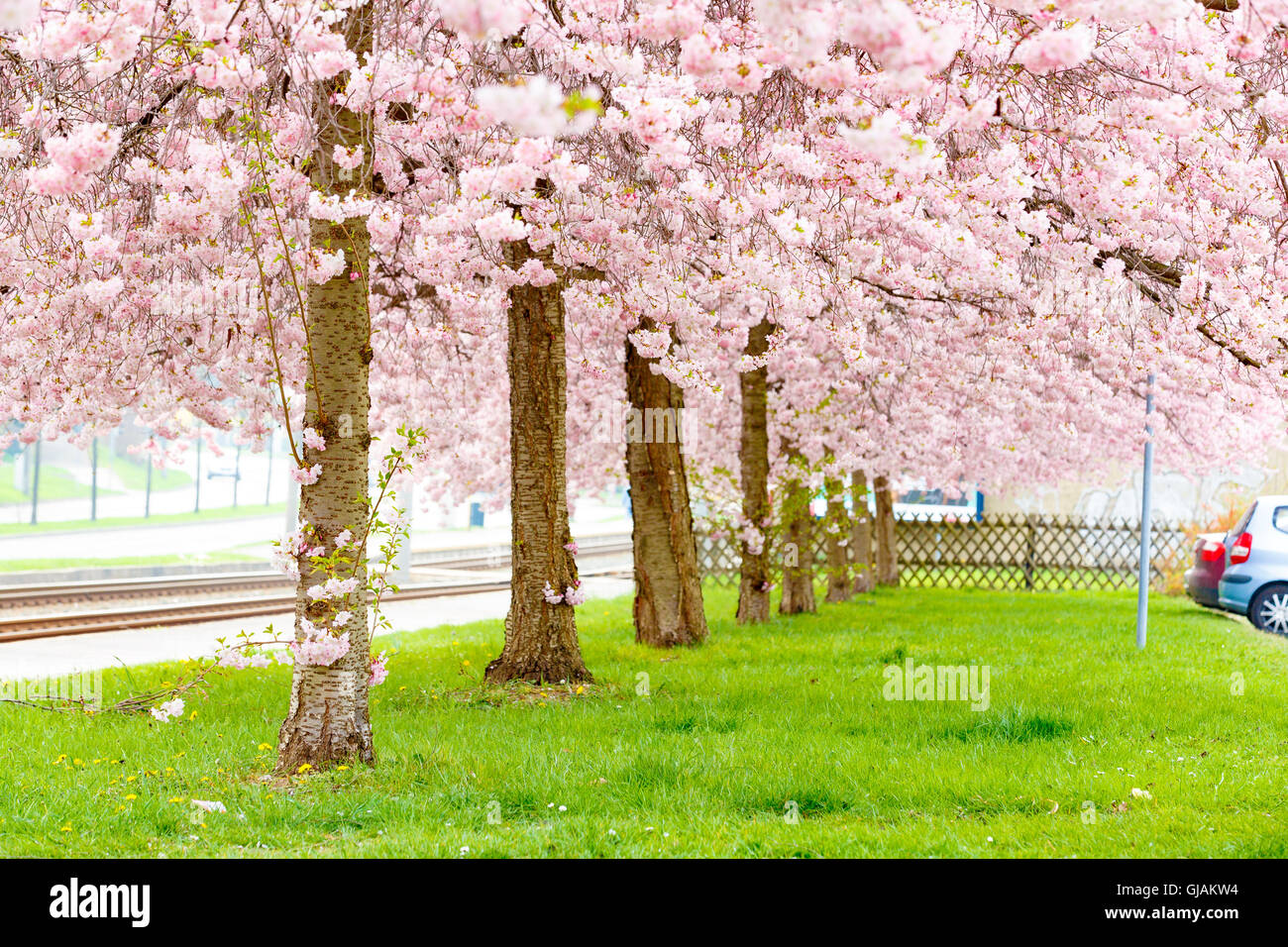 Wishing Tree, Pink Showe, Cassia Bakeriana Craib Stock Photo - Alamy