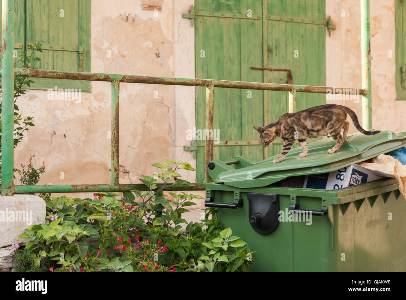 Feral cat in a waste bin hi-res stock photography and images - Alamy