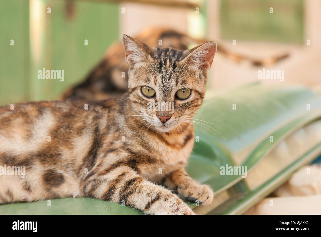 Stray cat sit on a garbage container. Kato Drys, Cyprus Stock Photo - Alamy