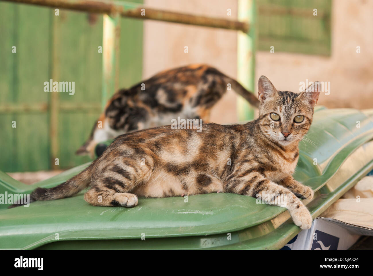 Kato the cat hi-res stock photography and images - Alamy