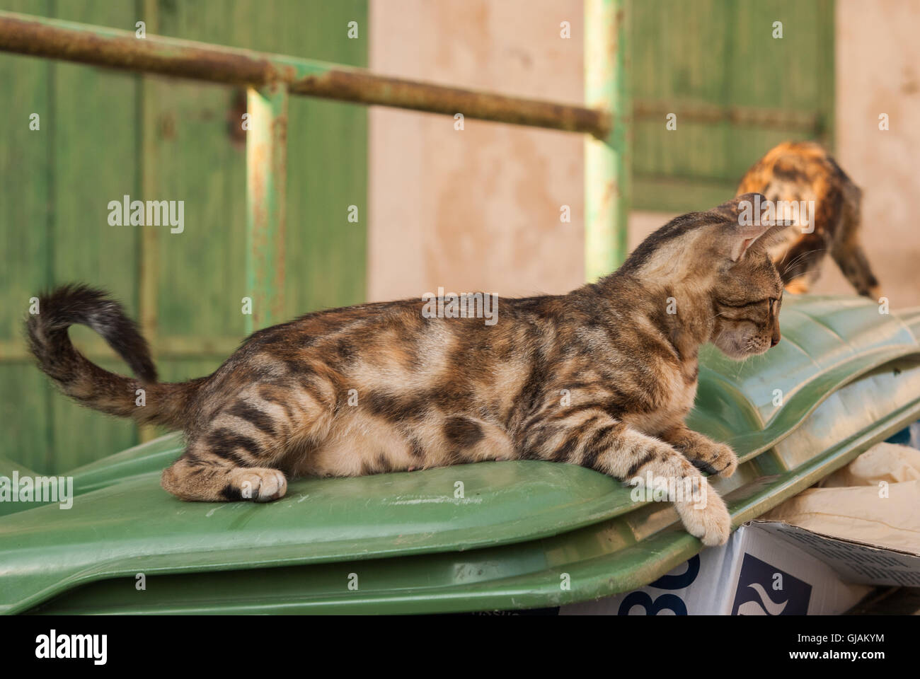Kato the cat hi-res stock photography and images - Alamy