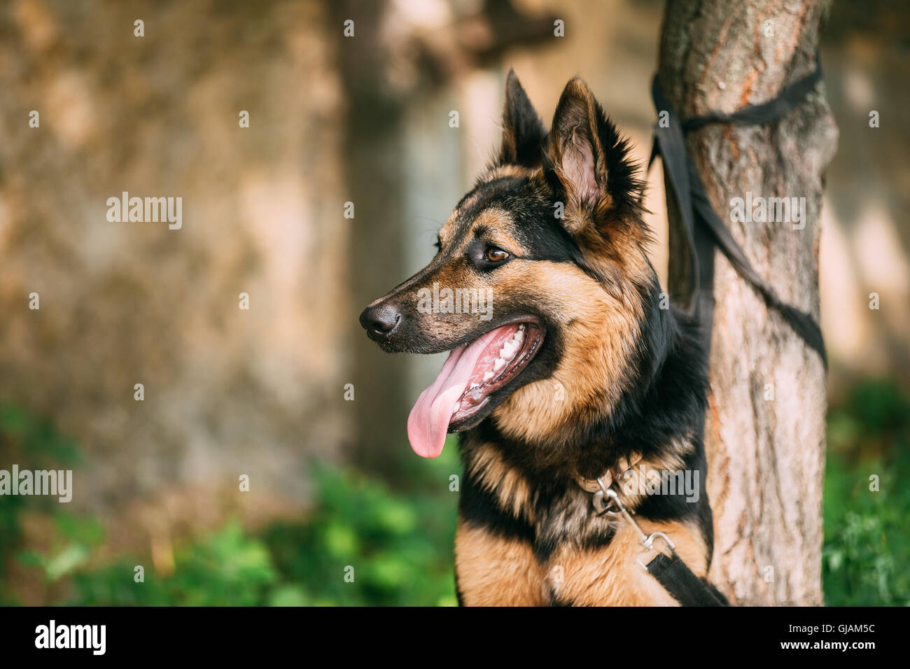 The Portrait Of Staring Medium Size Mongrel Mixed Breed Long-Haired ...