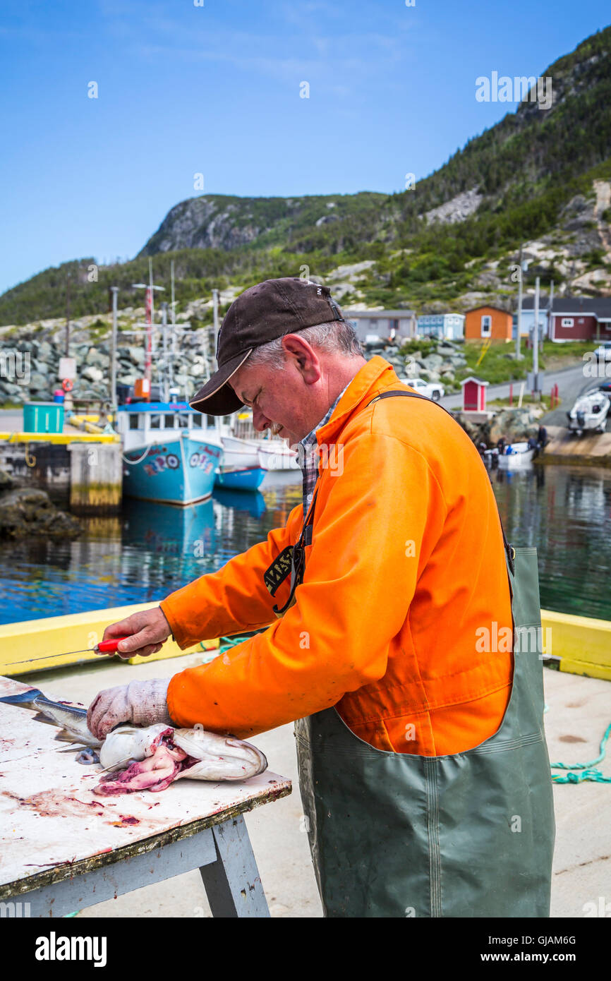 Cleaning cod fish on the dock at Bauline, Newfoundland and Labrador ...