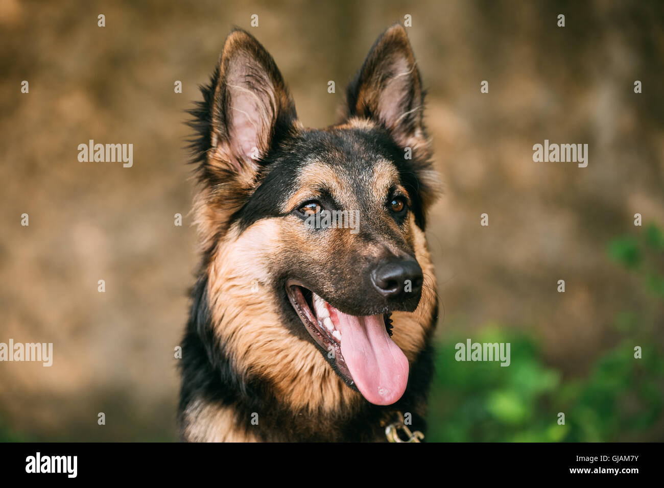 The Portrait Of Gazing Medium Size Mongrel Mixed Breed Long-Haired ...