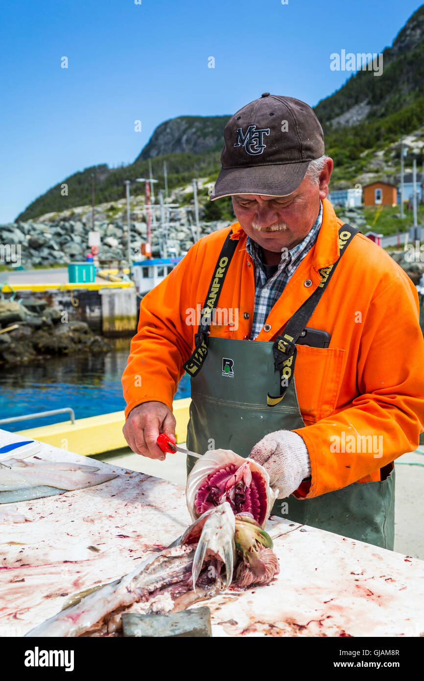 Cleaning cod fish on the dock at Bauline, Newfoundland and Labrador ...