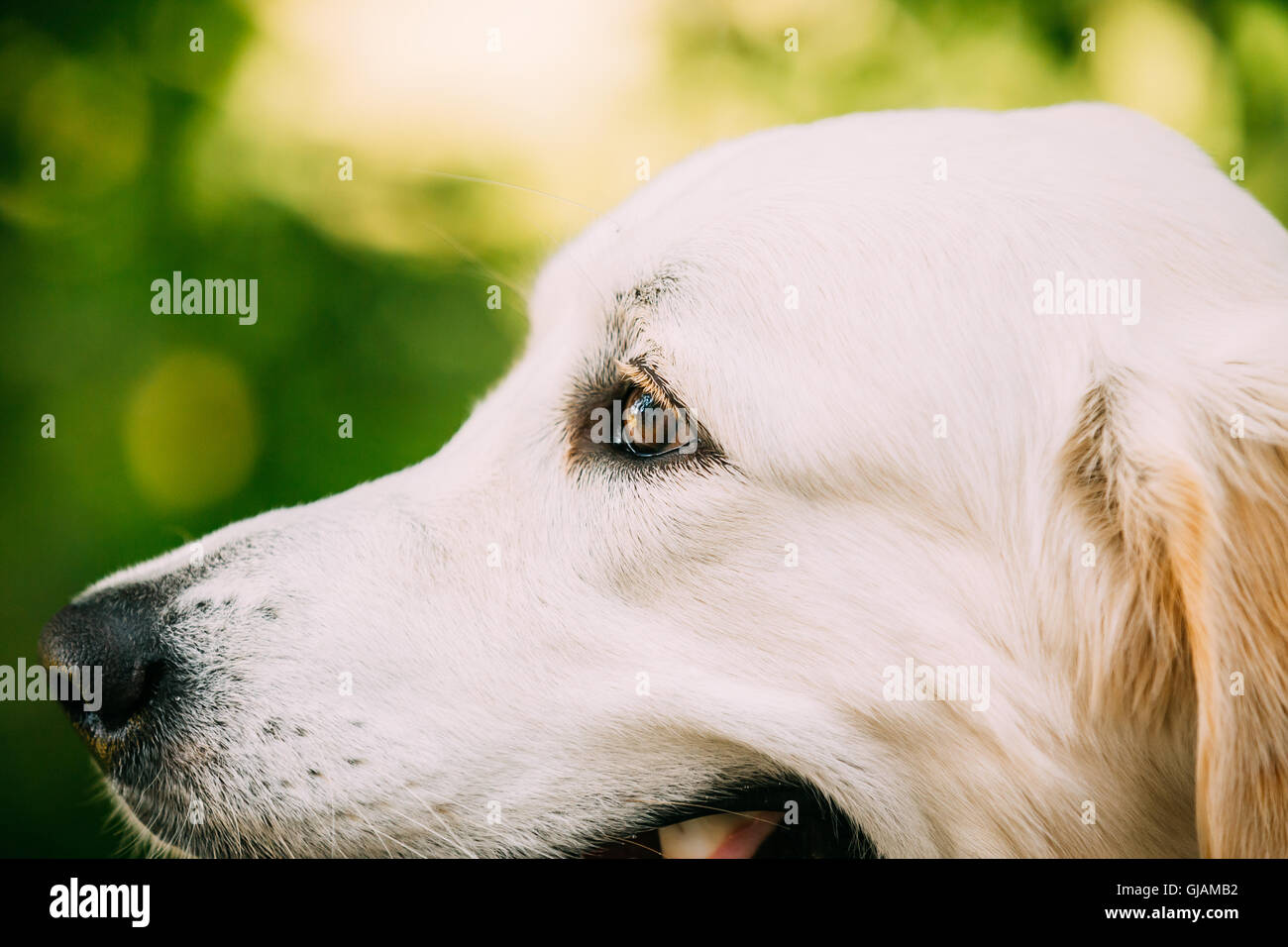 Side View Portrait Of Staring Yellow Golden Labrador Retriever Dog Or ...