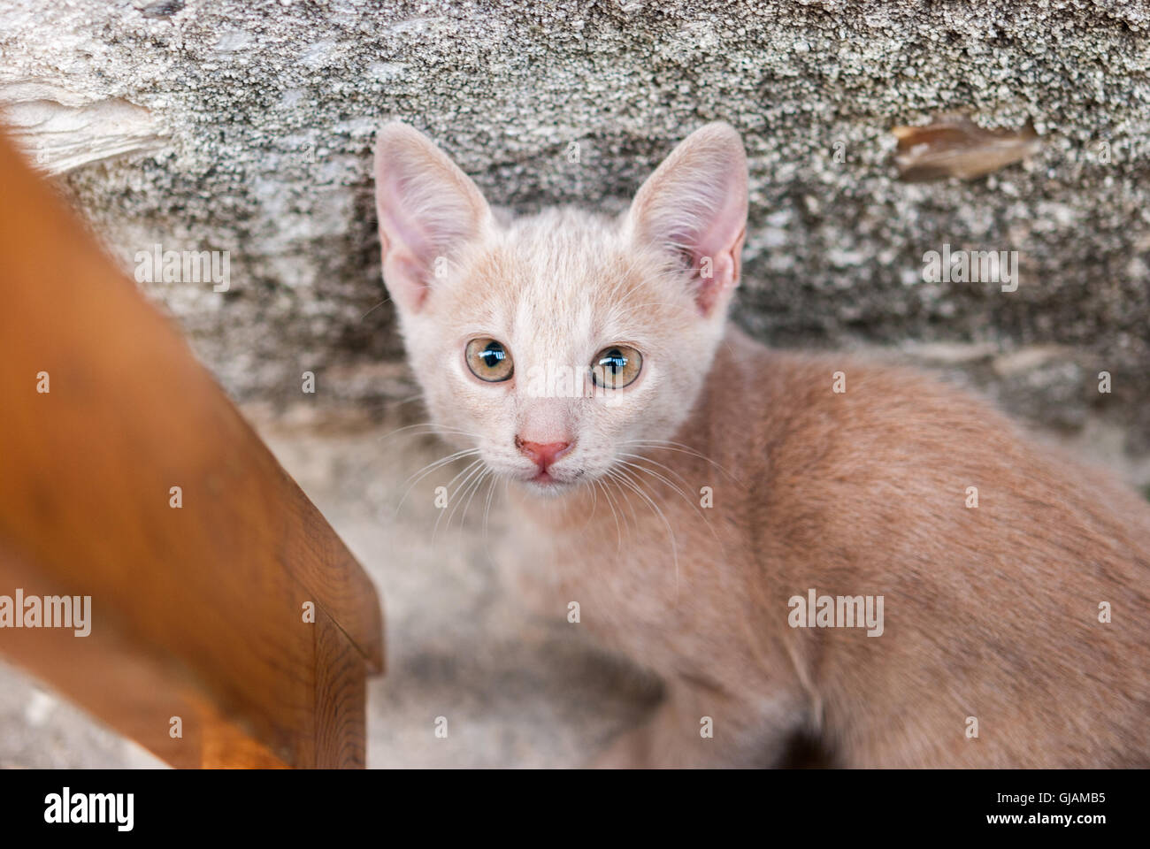 Cute stray kitten closeup Stock Photo - Alamy