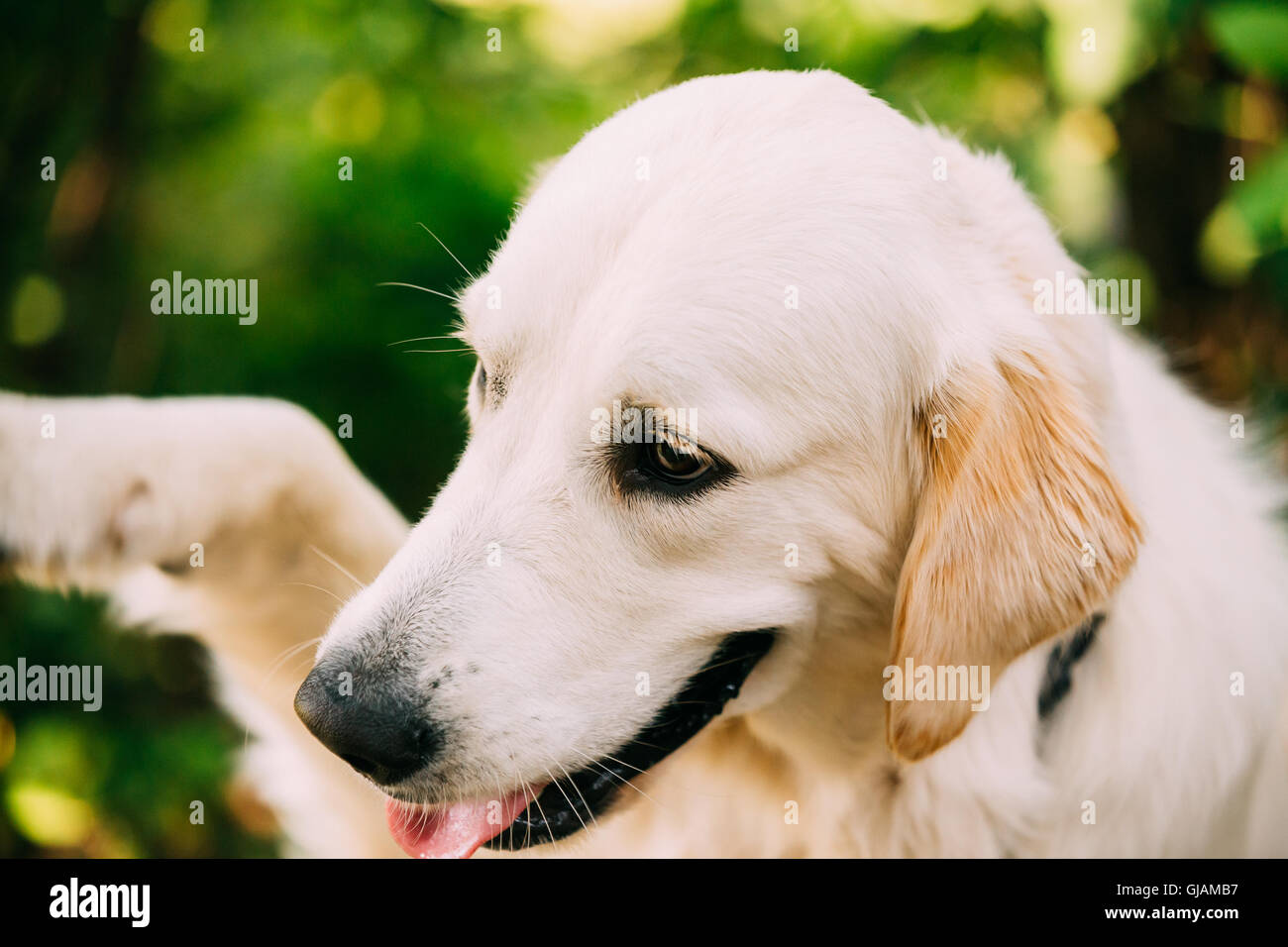 Golden labrador retriever hi-res stock photography and images - Alamy