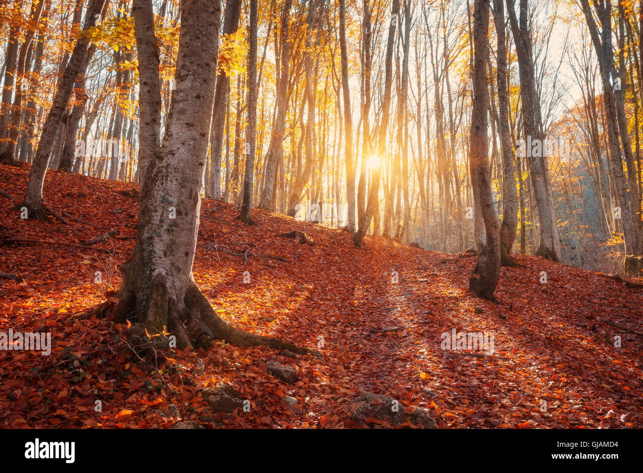 Colorful autumn landscape with trees and orange leaves. Mountain forest ...