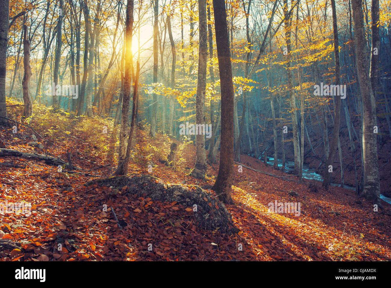 Natural forest landscape with trees in autumn and colorful leaves hi ...