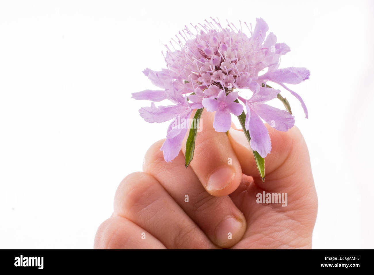 Hand holding A Purple Flower on a white background Stock Photo - Alamy