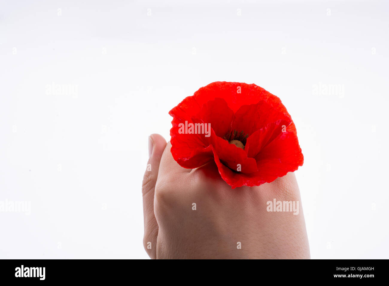 Hand holding a Red Poppy on a white background Stock Photo - Alamy